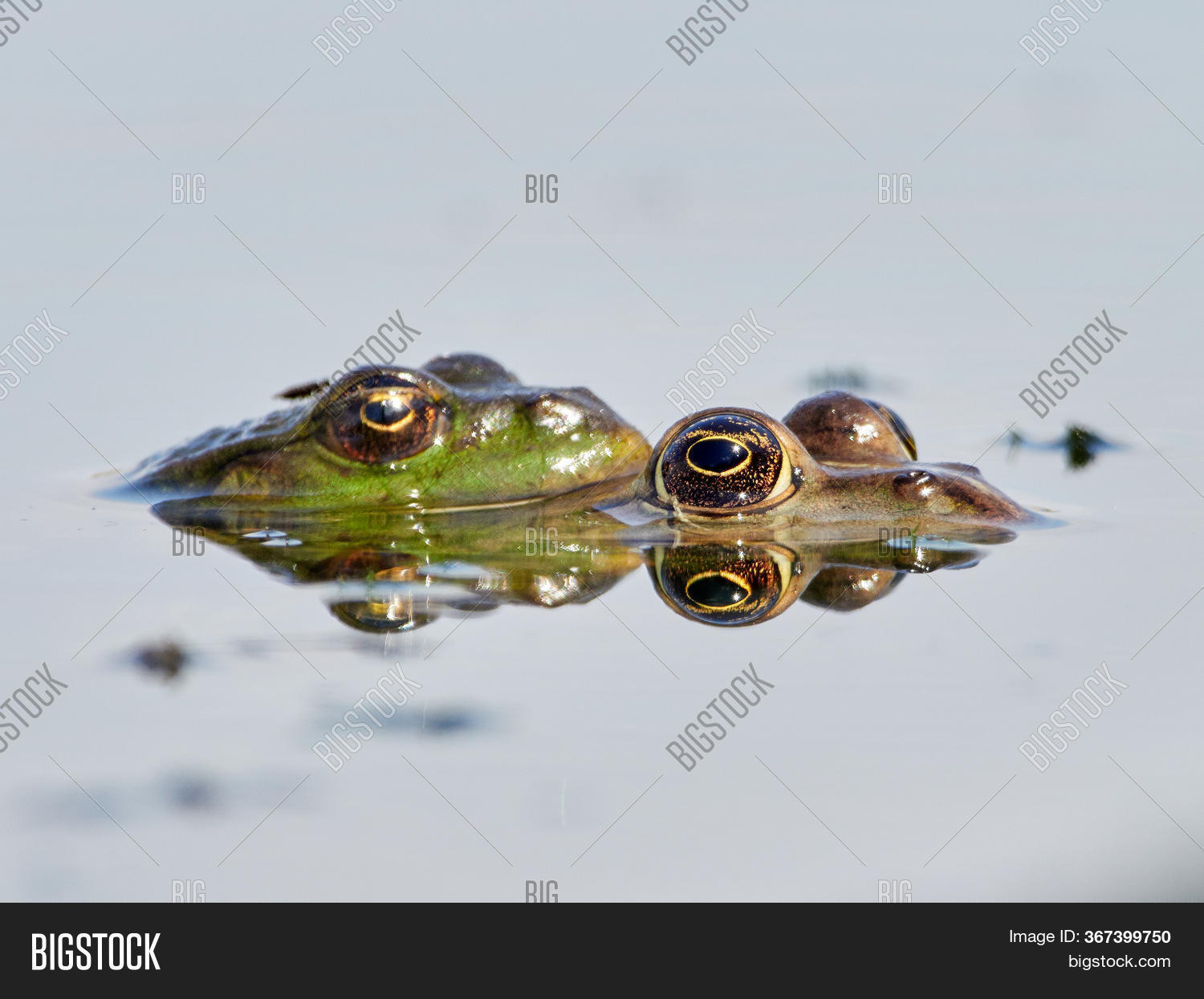 Frog Natural Habitat Image & Photo (Free Trial) | Bigstock