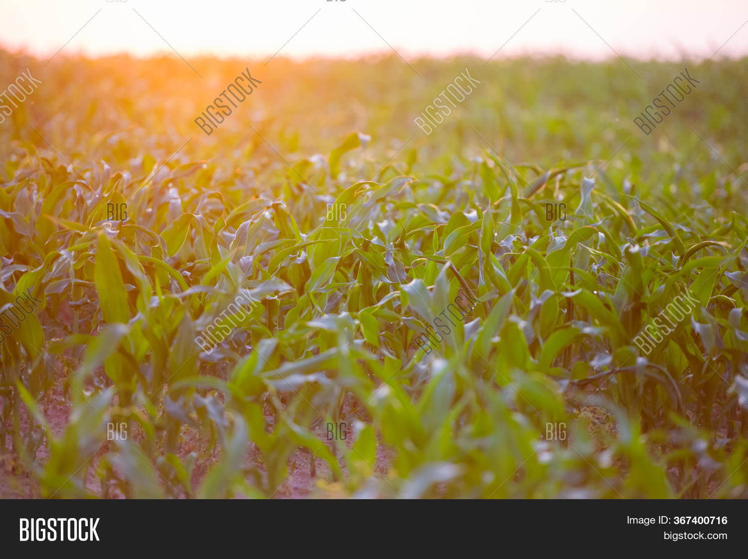 Sunrise Over Cornfield Image & Photo (Free Trial) | Bigstock