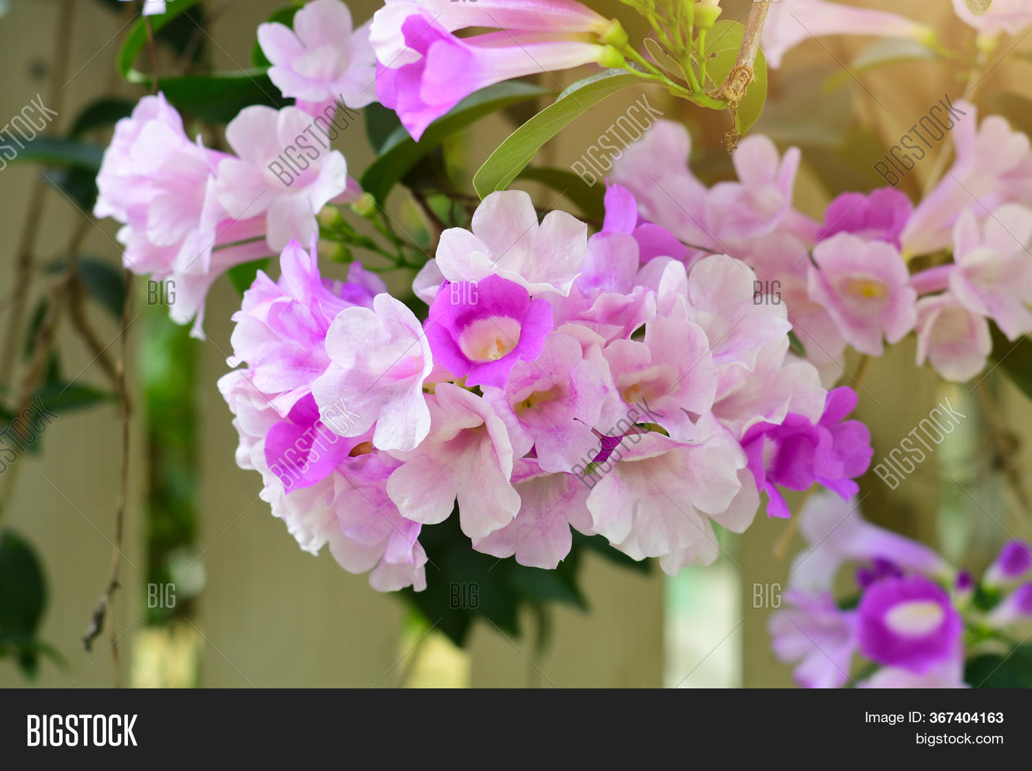 Mansoa Alliacea, Image & Photo (Free Trial) | Bigstock