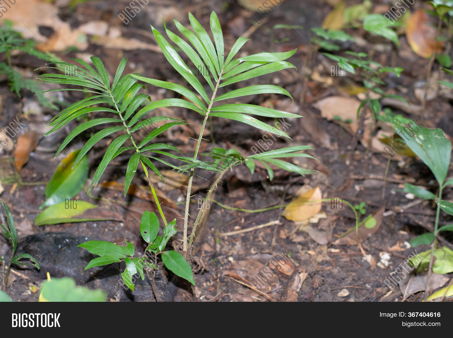 Rattan Plant Calamus Image & Photo (Free Trial) | Bigstock