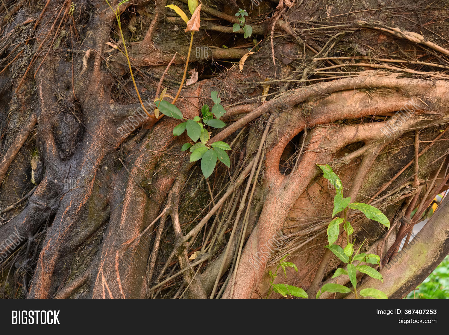 Tree Root Old Tree Image & Photo (Free Trial) | Bigstock