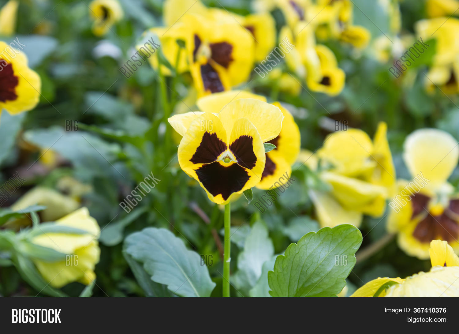 Pansy Flower Green Image & Photo (Free Trial) | Bigstock