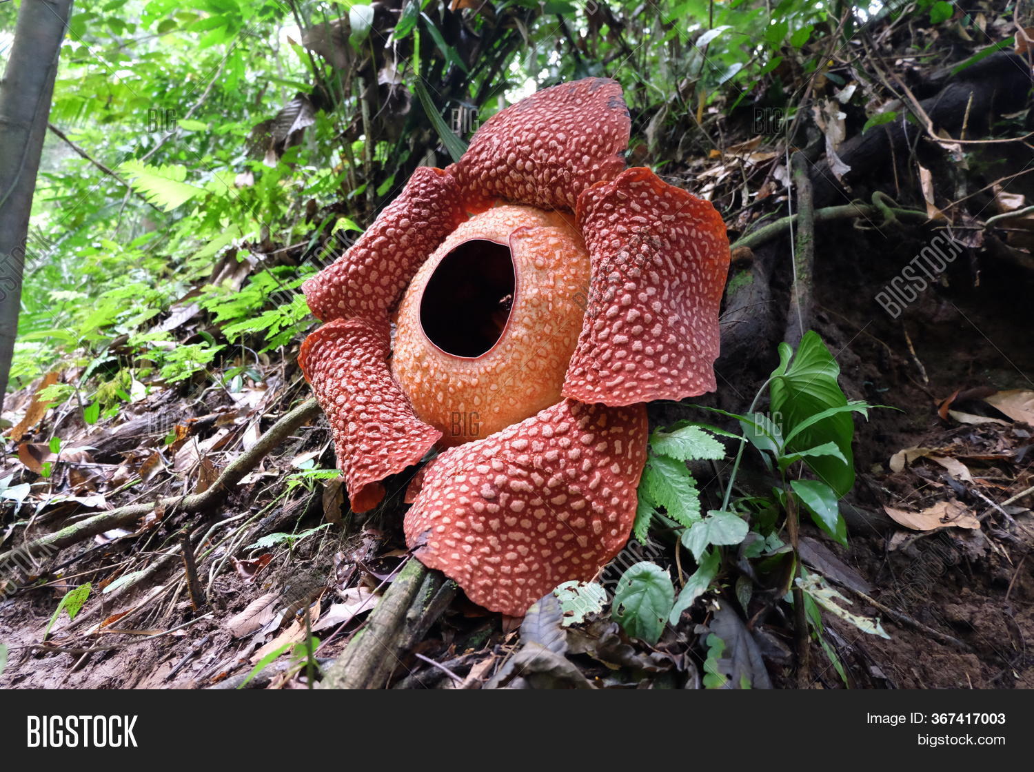 Full-bloomed Rafflesia Image & Photo (Free Trial) | Bigstock