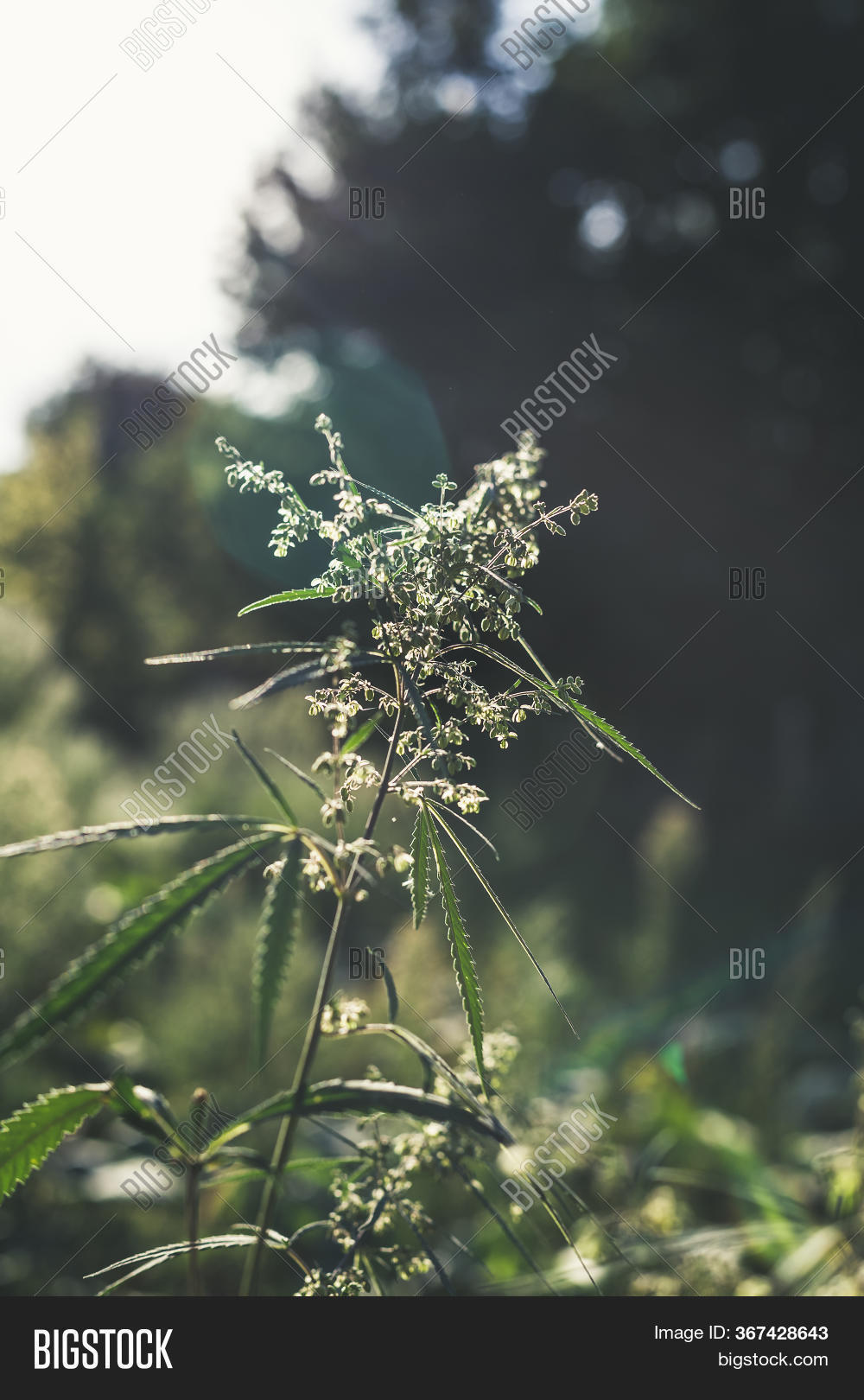 Branch Cannabis Image & Photo (Free Trial) | Bigstock