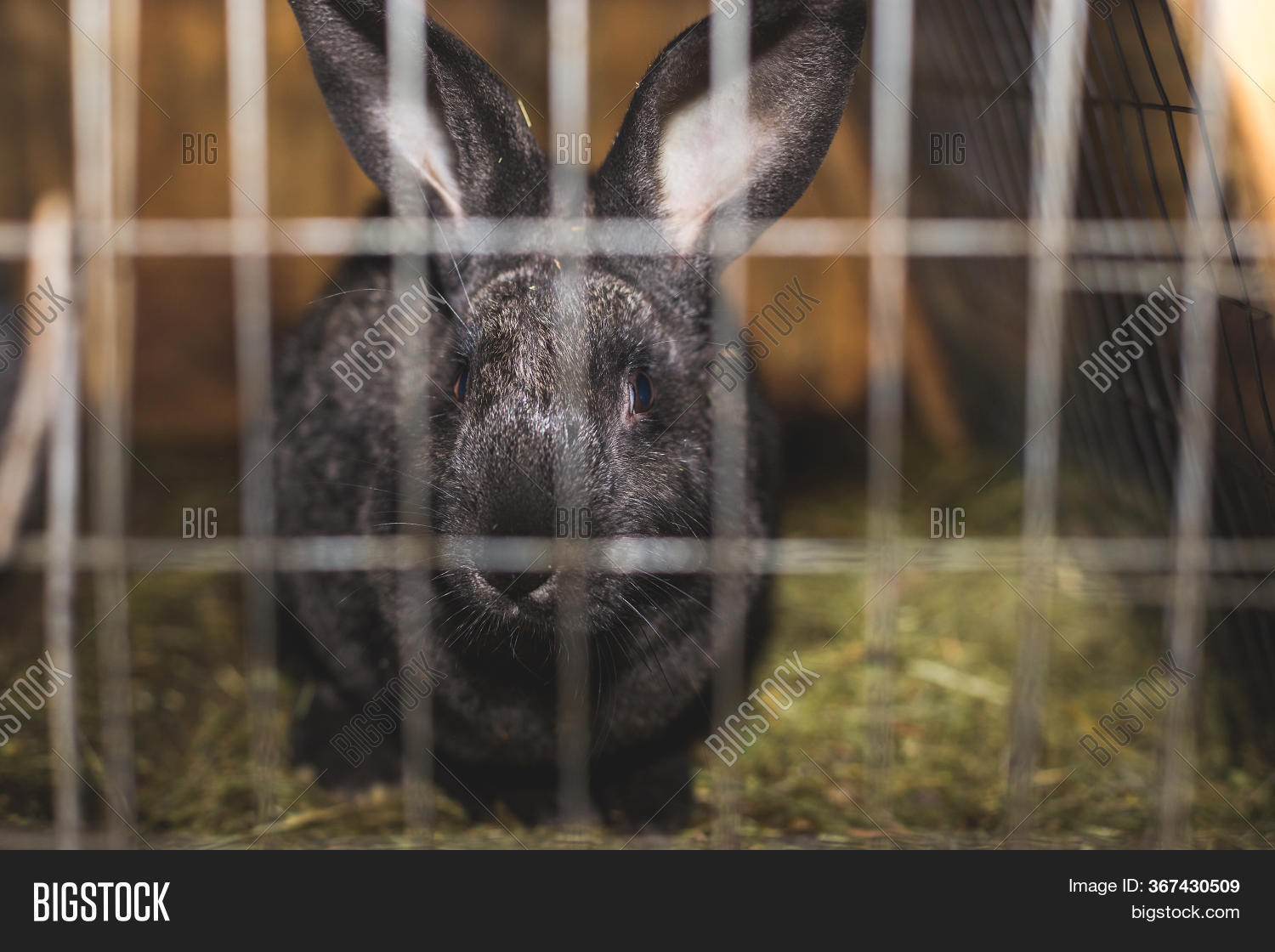 Breeding Rabbits. Image & Photo (Free Trial) | Bigstock