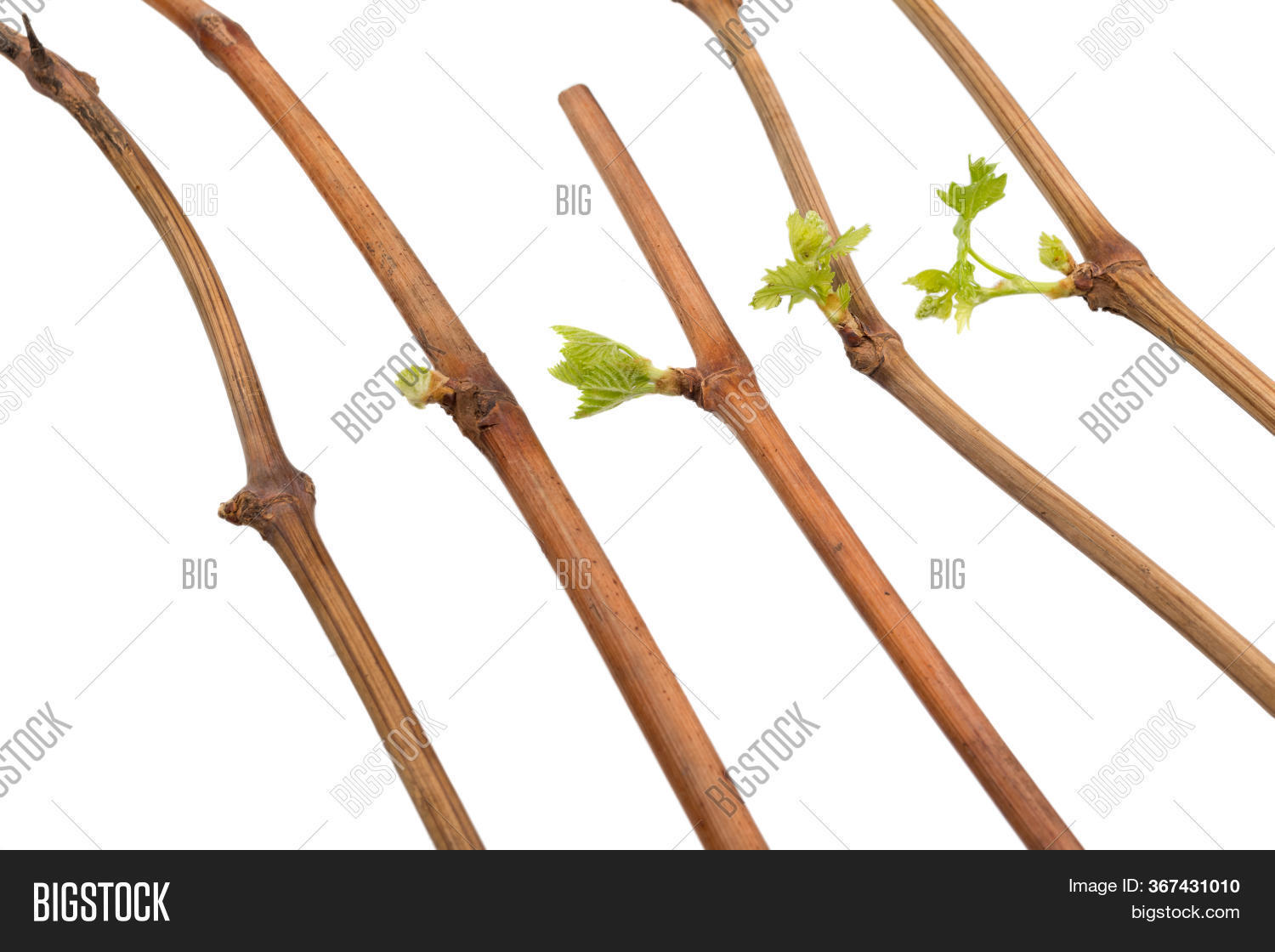 Process Growing Grapes Image & Photo (Free Trial) | Bigstock