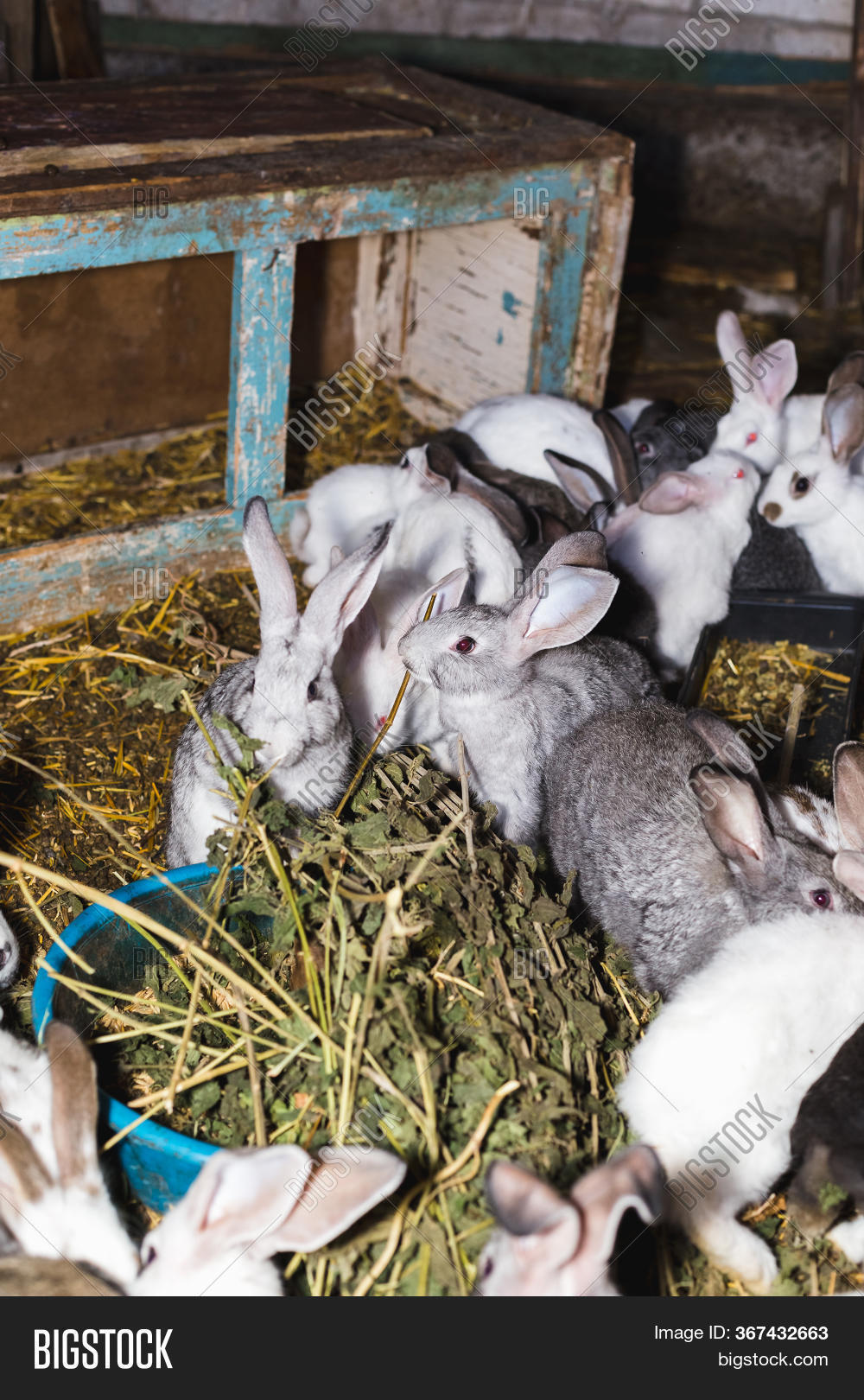 Breeding Large Group Image & Photo (Free Trial) | Bigstock