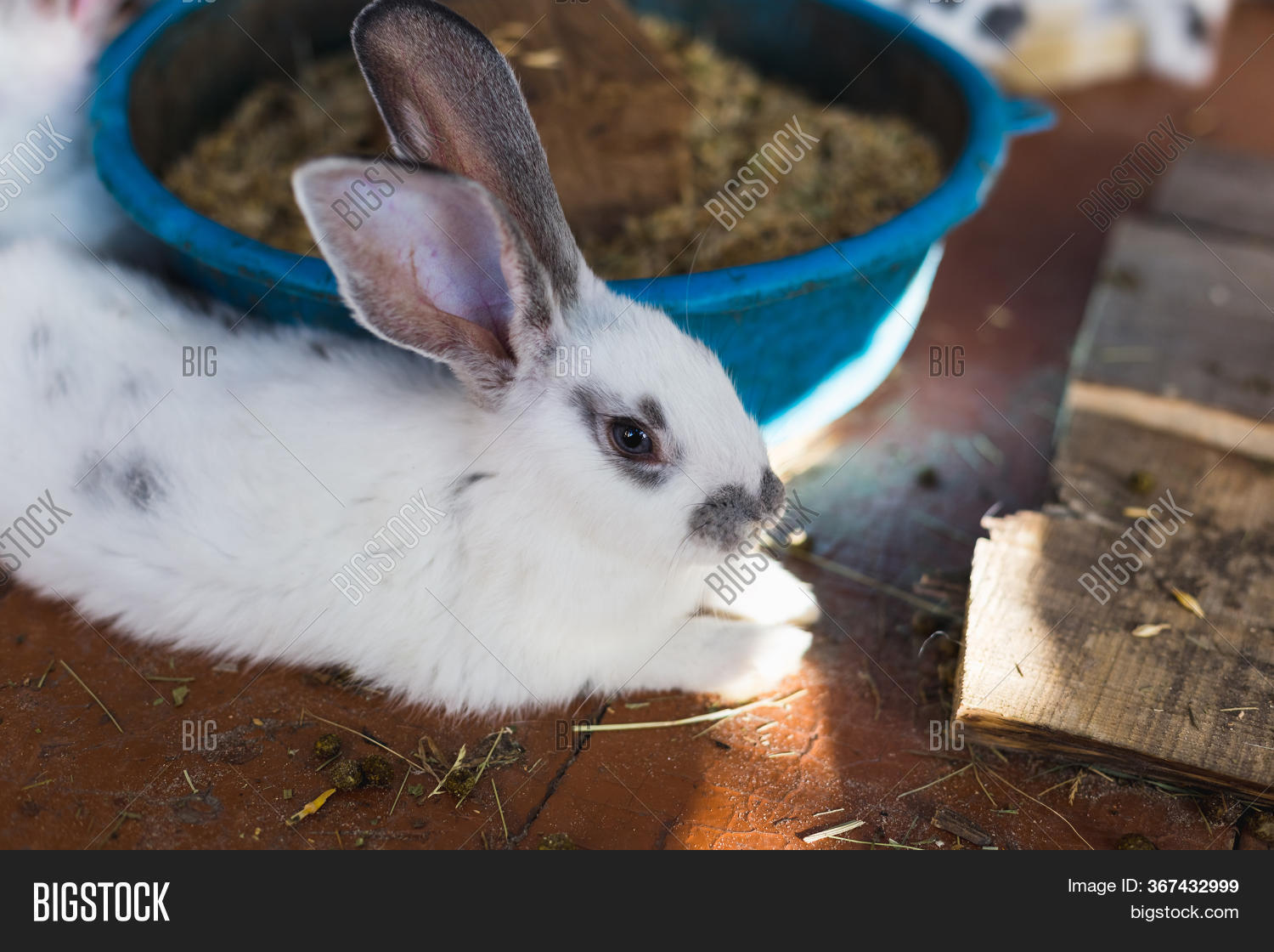 Breeding Large Group Image & Photo (Free Trial) | Bigstock