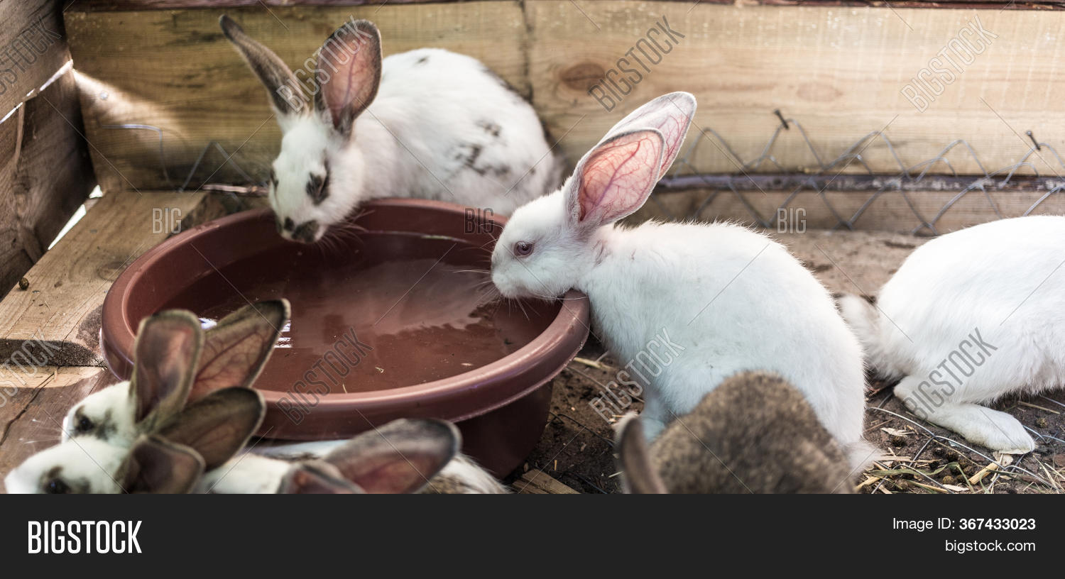 Breeding Large Group Image & Photo (Free Trial) | Bigstock