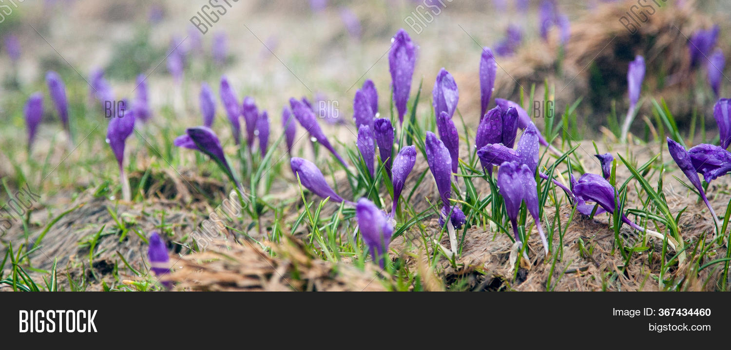 Wild Crocus Flowers Image & Photo (Free Trial) | Bigstock