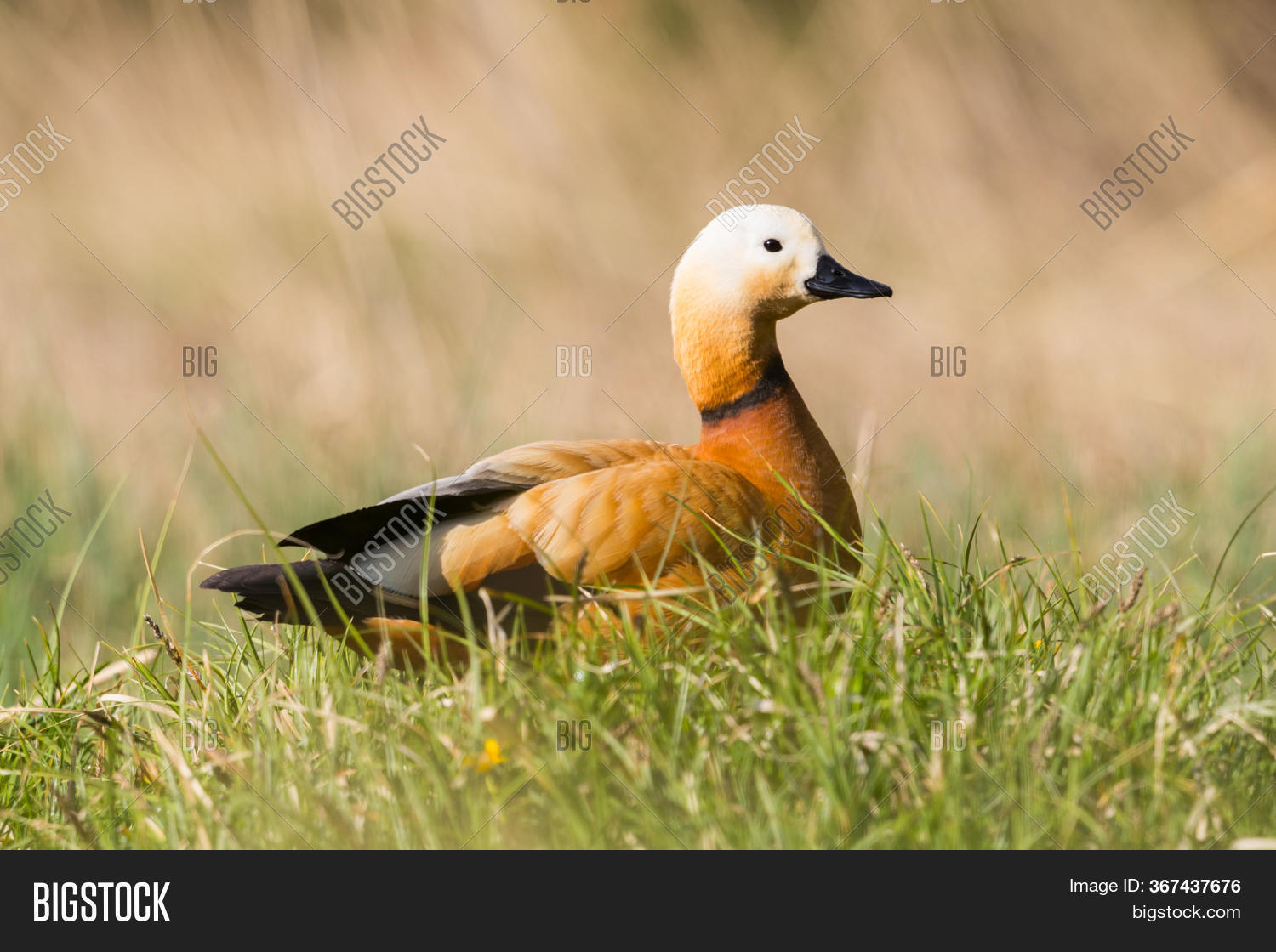 One Ruddy Shelduck ( Image & Photo (Free Trial) | Bigstock