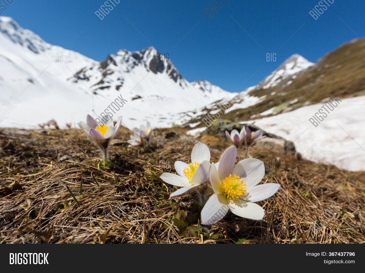 White Alpine Anemone Image & Photo (Free Trial) | Bigstock