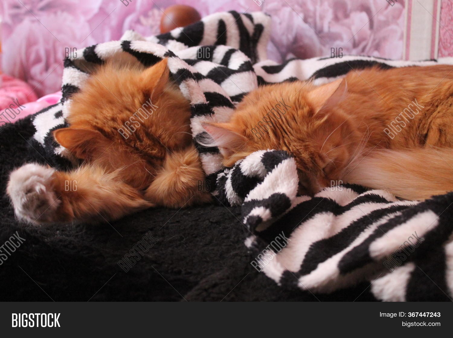 Two Bright Orange Cats Image & Photo (Free Trial) | Bigstock
