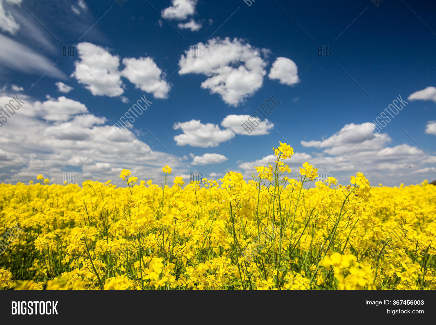 Colorful Yellow Spring Image & Photo (Free Trial) | Bigstock