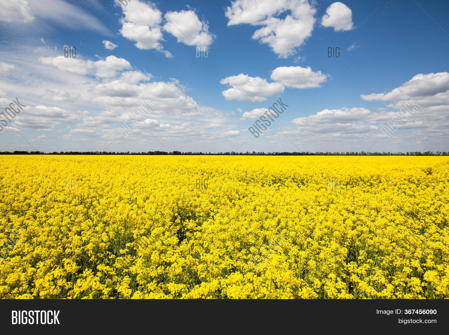 Colorful Yellow Spring Image & Photo (Free Trial) | Bigstock