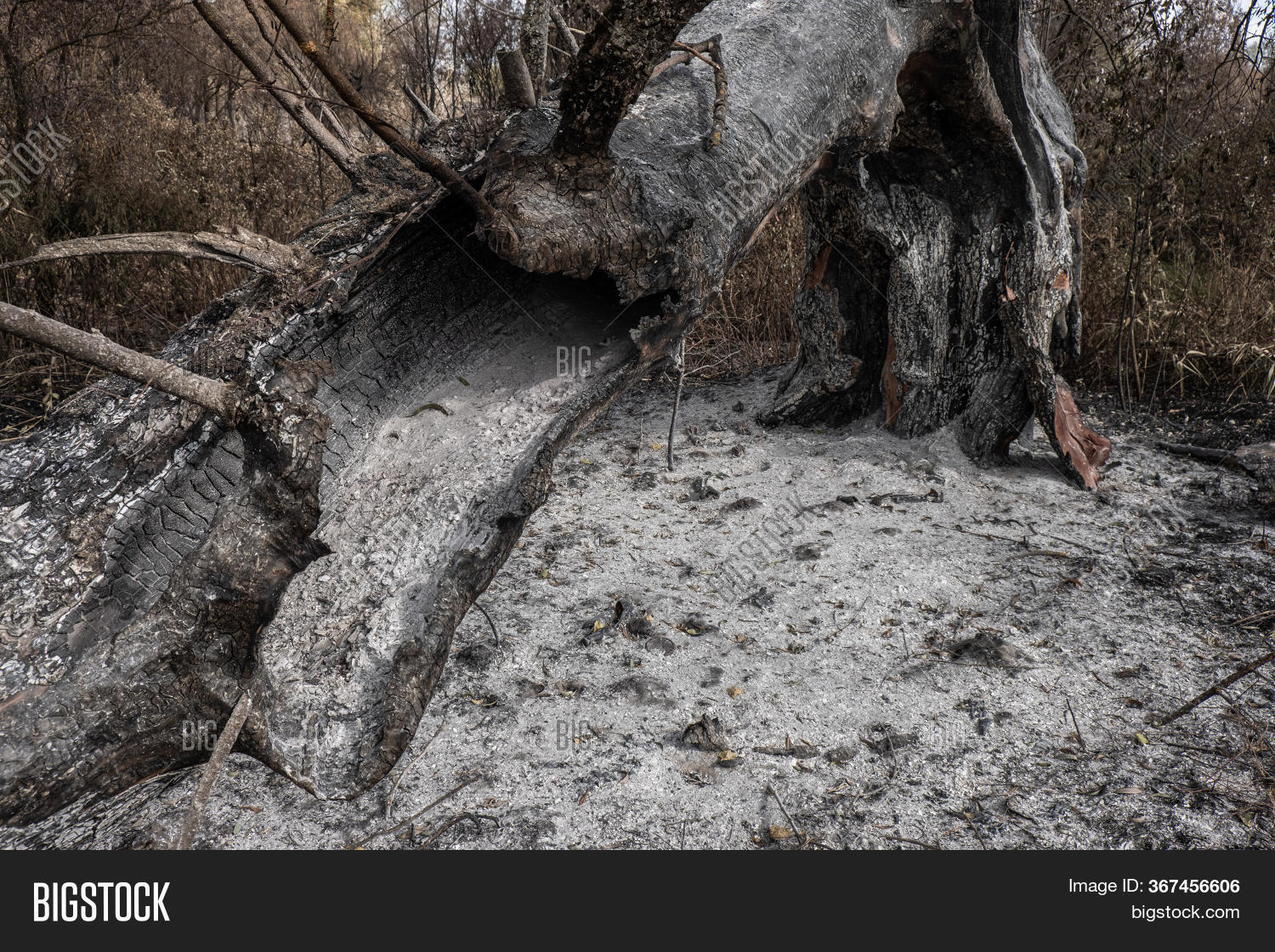 Burnt Out Tree Ash Image & Photo (Free Trial) | Bigstock