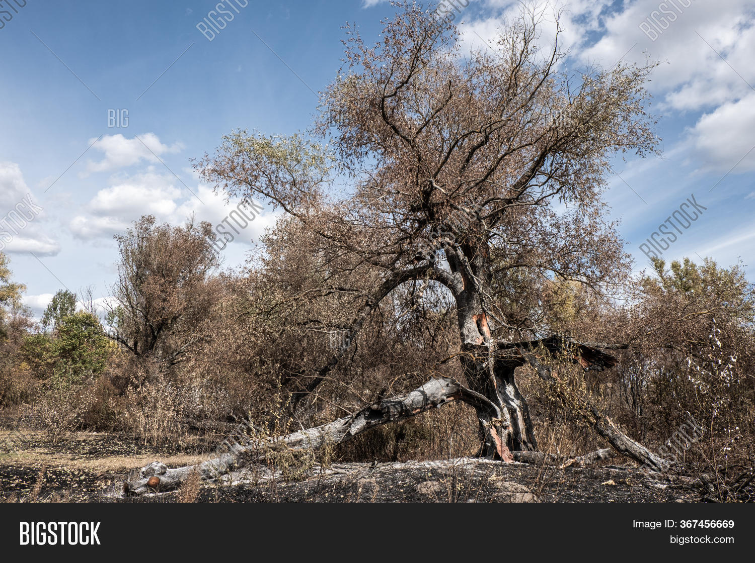 Burnt Out Tree Ash Image & Photo (Free Trial) | Bigstock