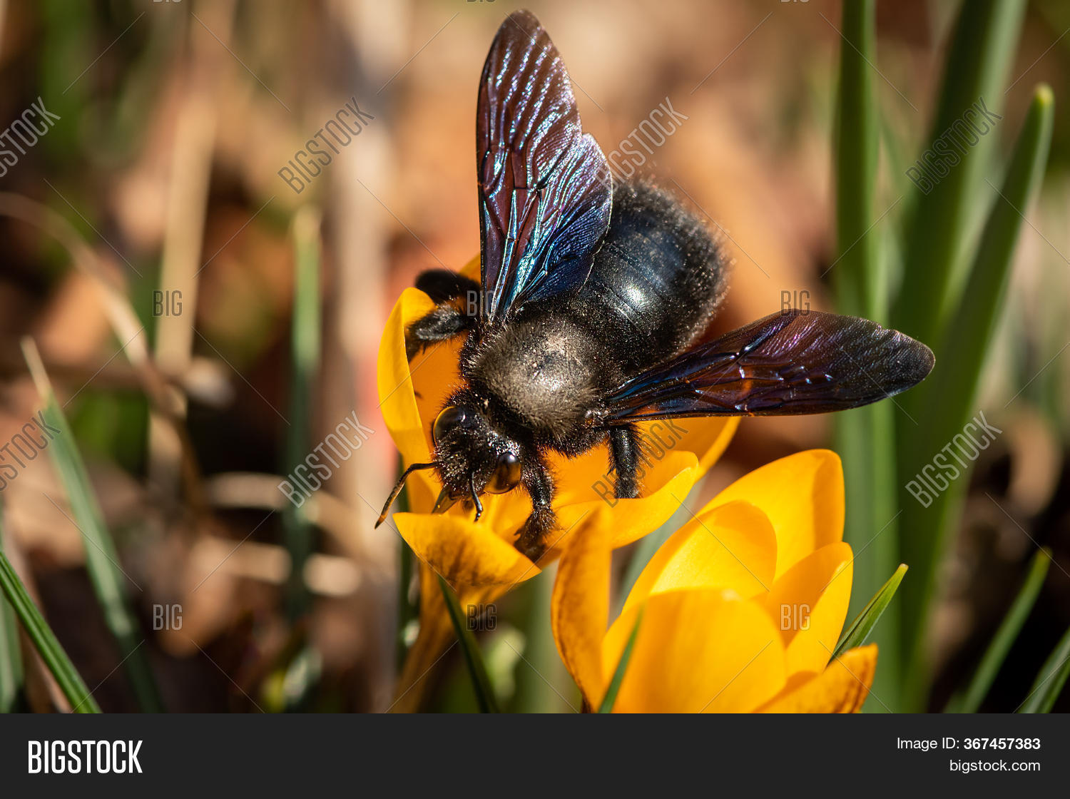 Big Male Carpenter Bee Image & Photo (Free Trial) | Bigstock