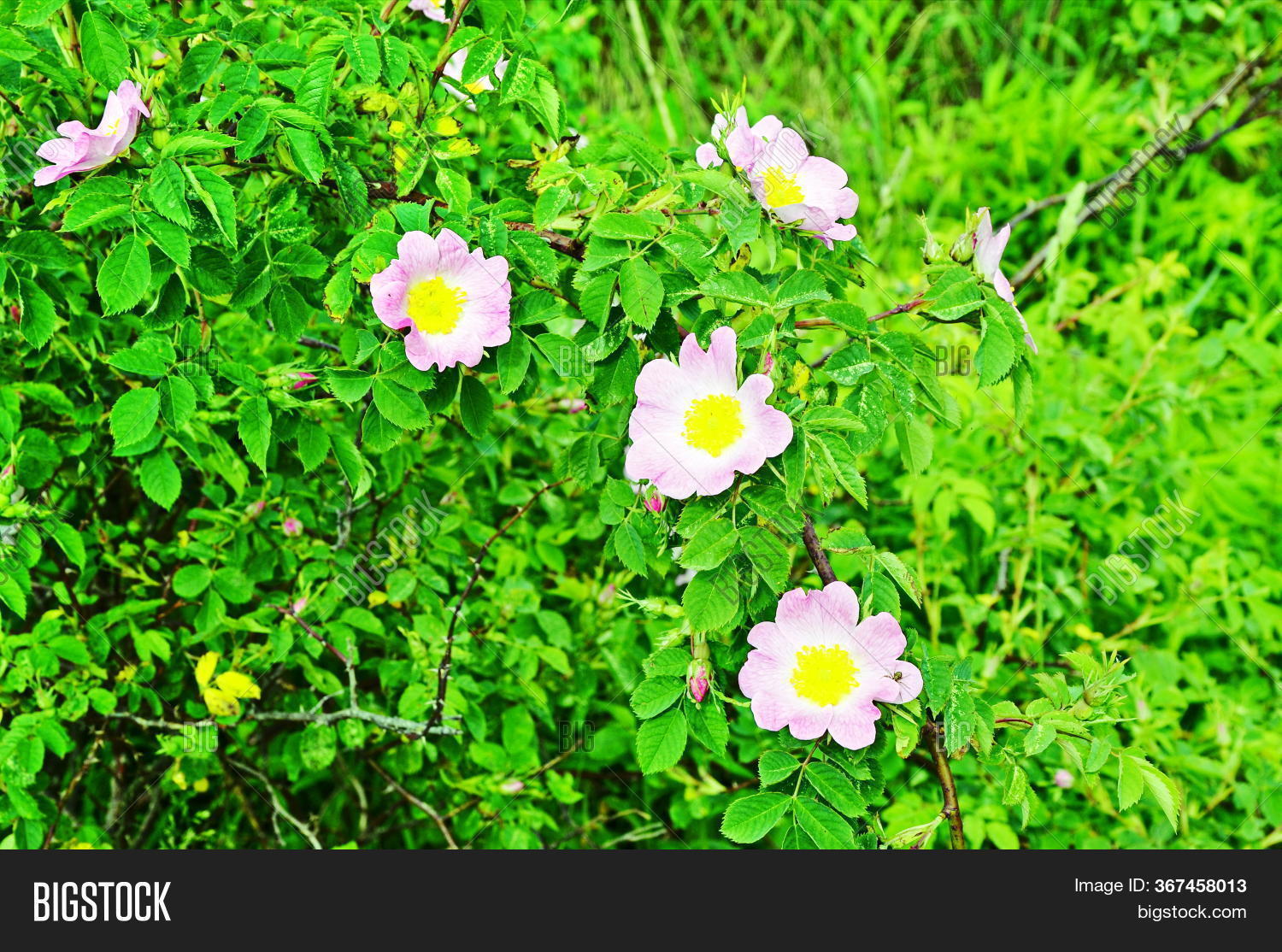 Dog Rose Plant Close Image & Photo (Free Trial) | Bigstock