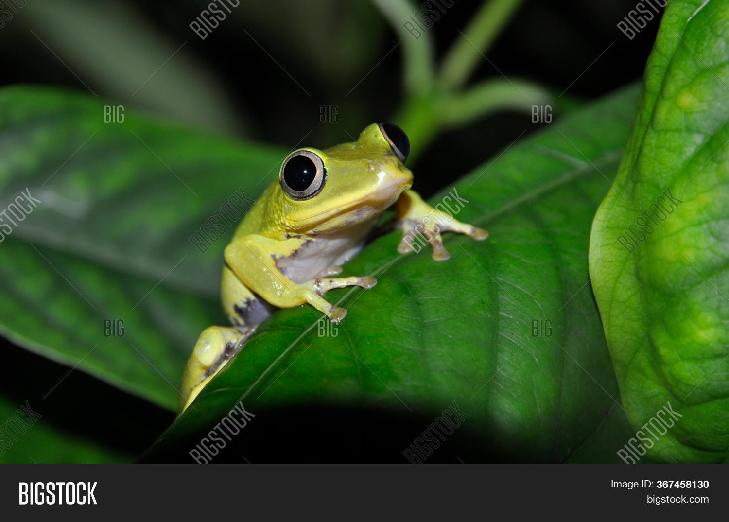 Close- Seychelles Tree Image & Photo (Free Trial) | Bigstock