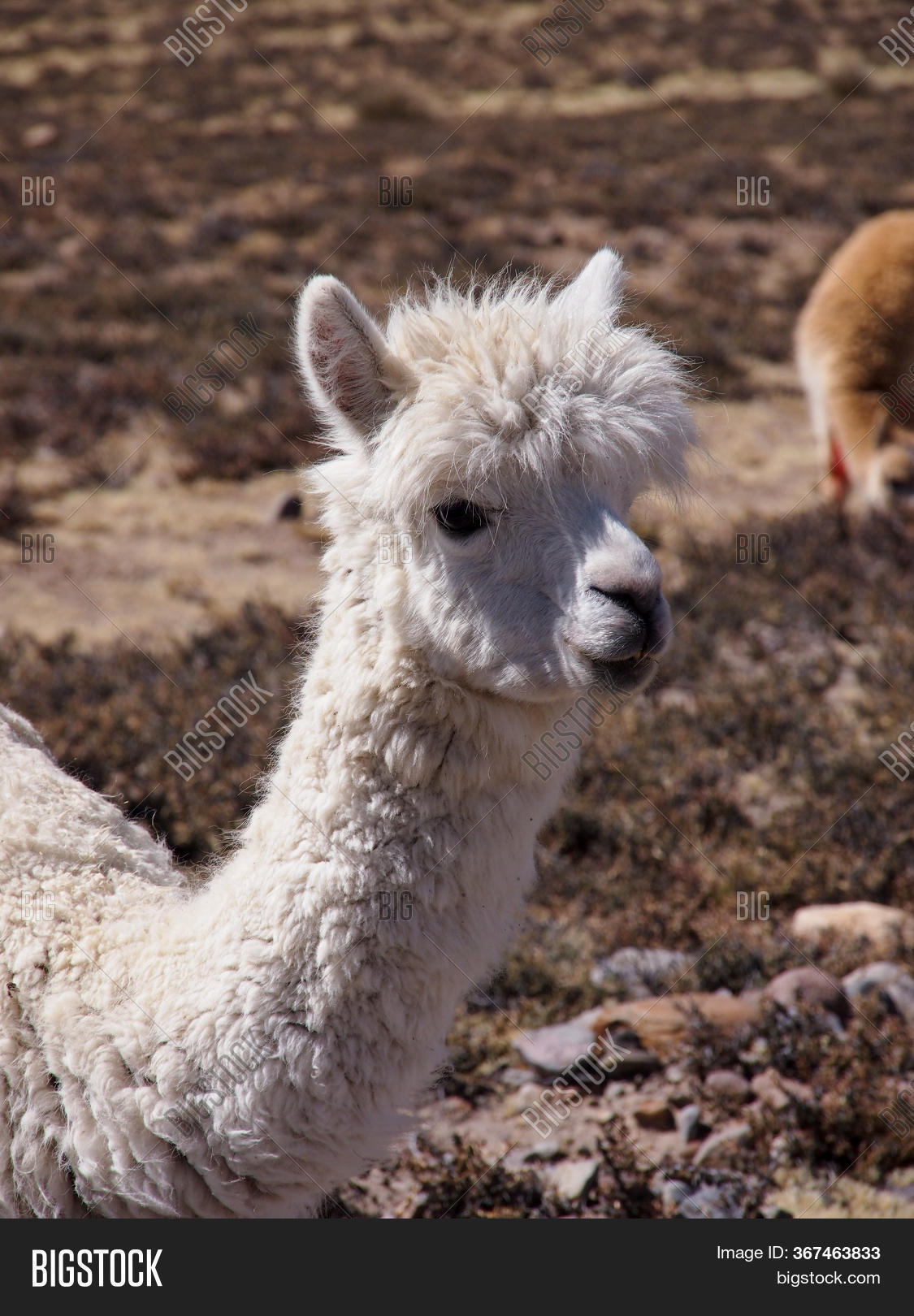 Lama Desert Peru Image & Photo (Free Trial) | Bigstock