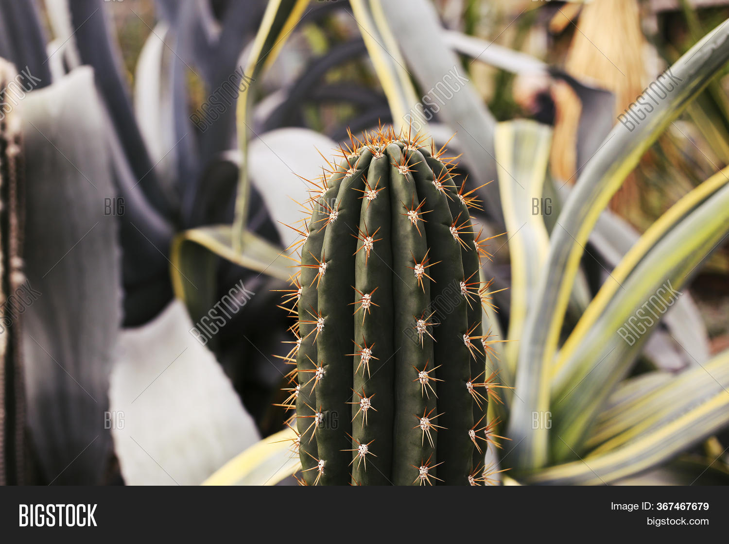 Cactus Sharp Thorns. Image & Photo (Free Trial) | Bigstock