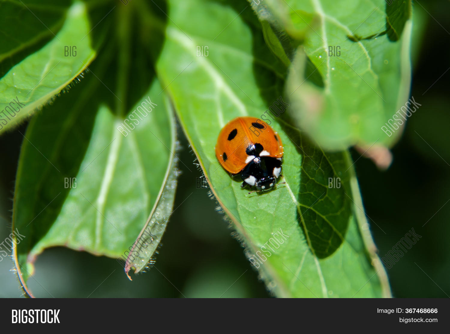 Close- Spotted Ladybug Image & Photo (Free Trial) | Bigstock