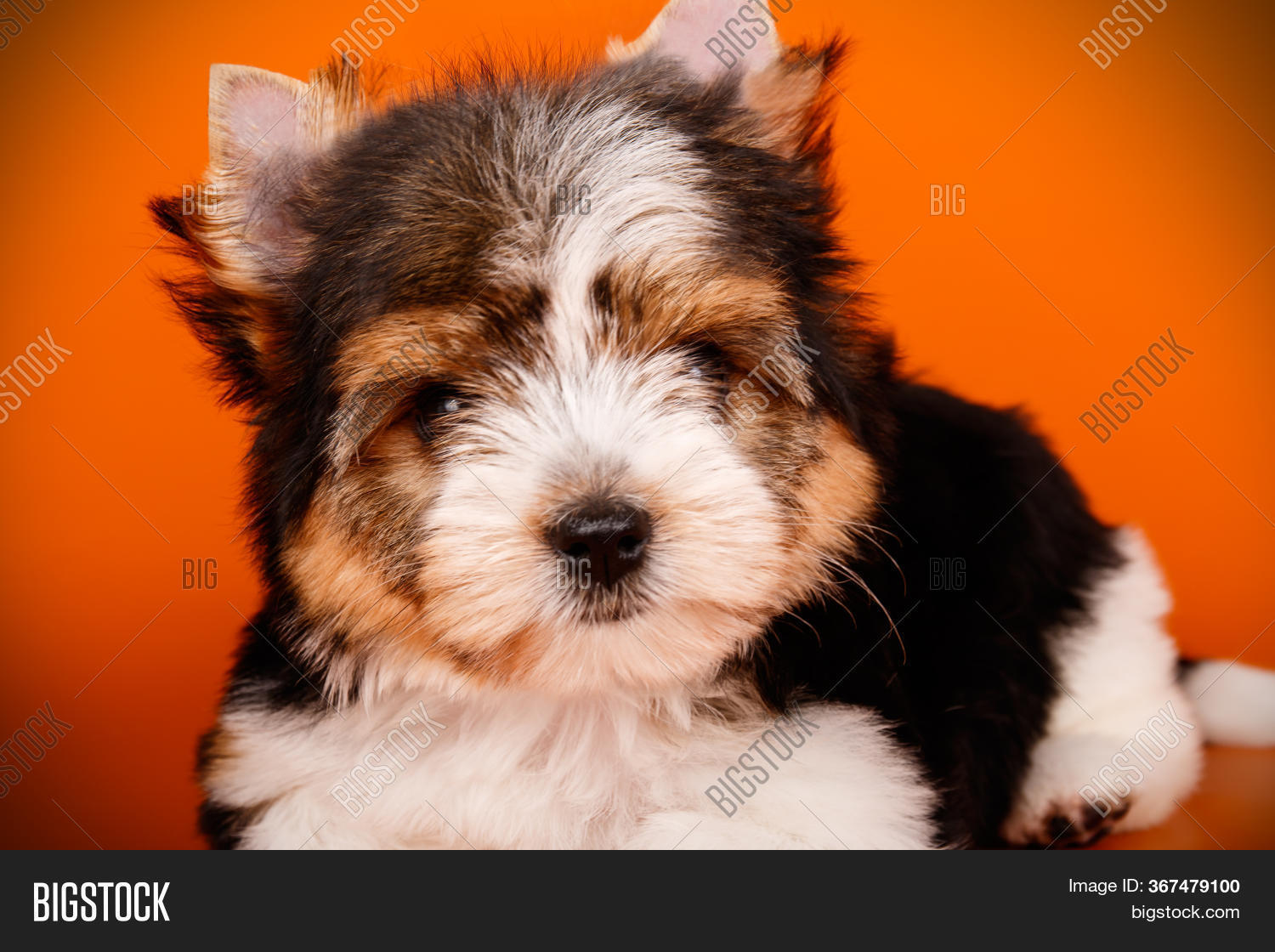 Biewer Yorkshire Image & Photo (Free Trial) | Bigstock