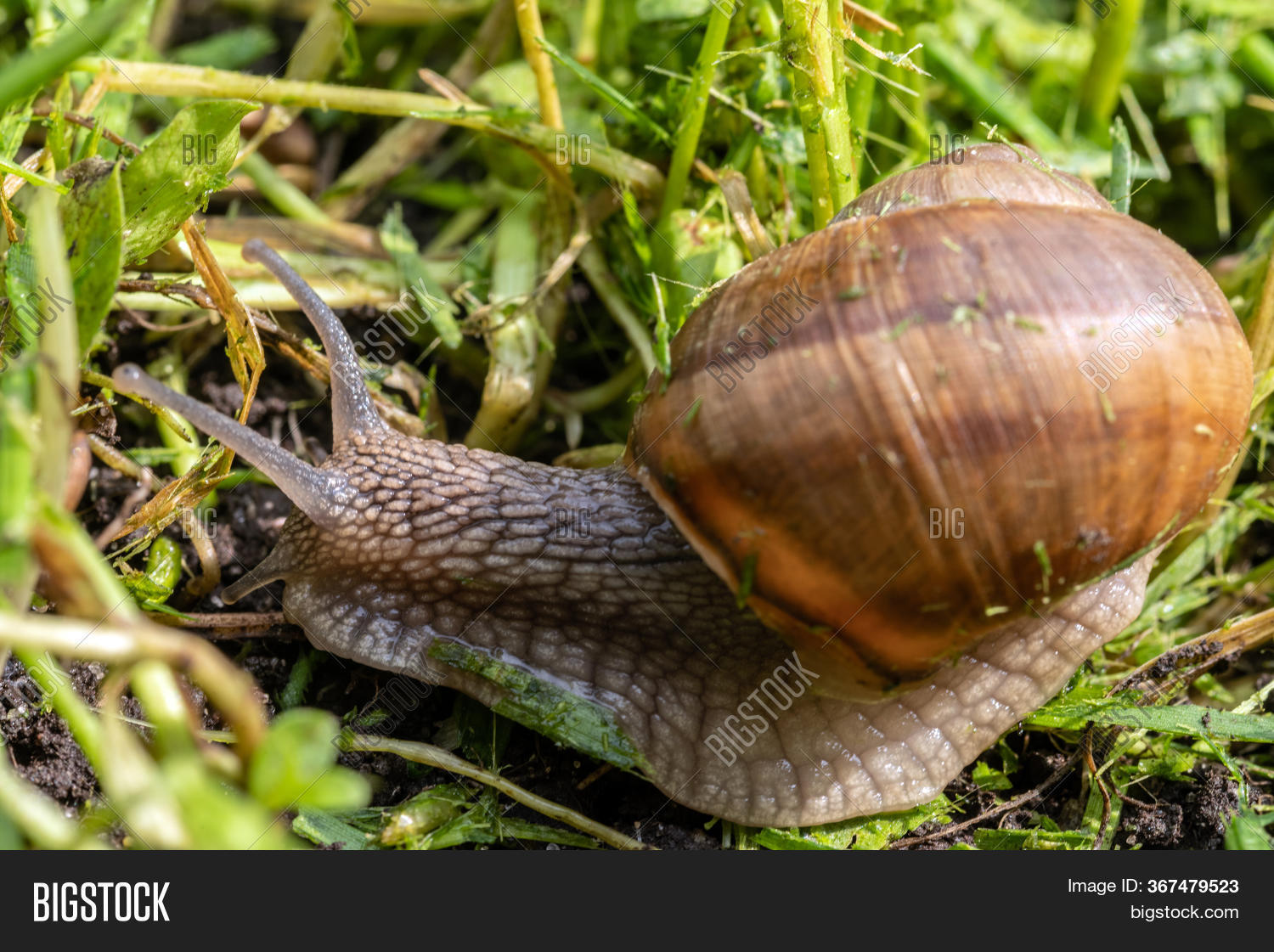 Land Snail Crawling On Image & Photo (Free Trial) | Bigstock