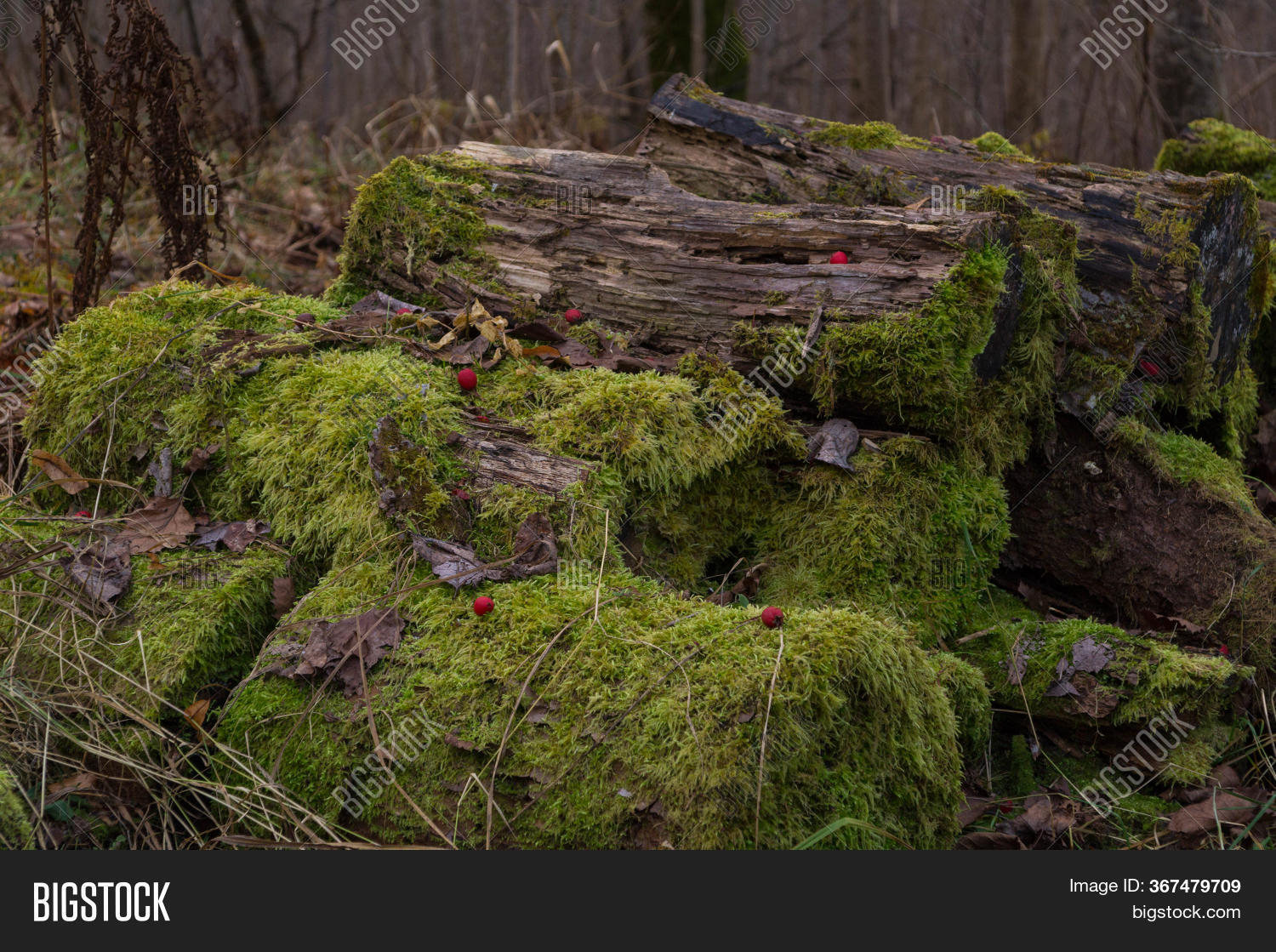 Old Rotten Logs Image & Photo (Free Trial) | Bigstock