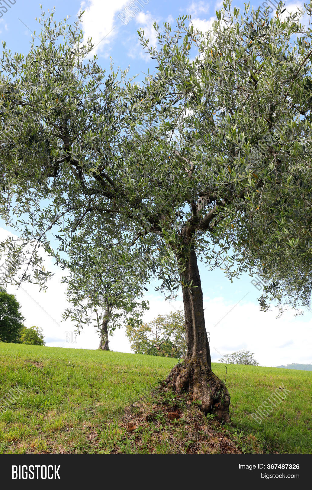 Young Lush Olive Tree Image & Photo (Free Trial) | Bigstock