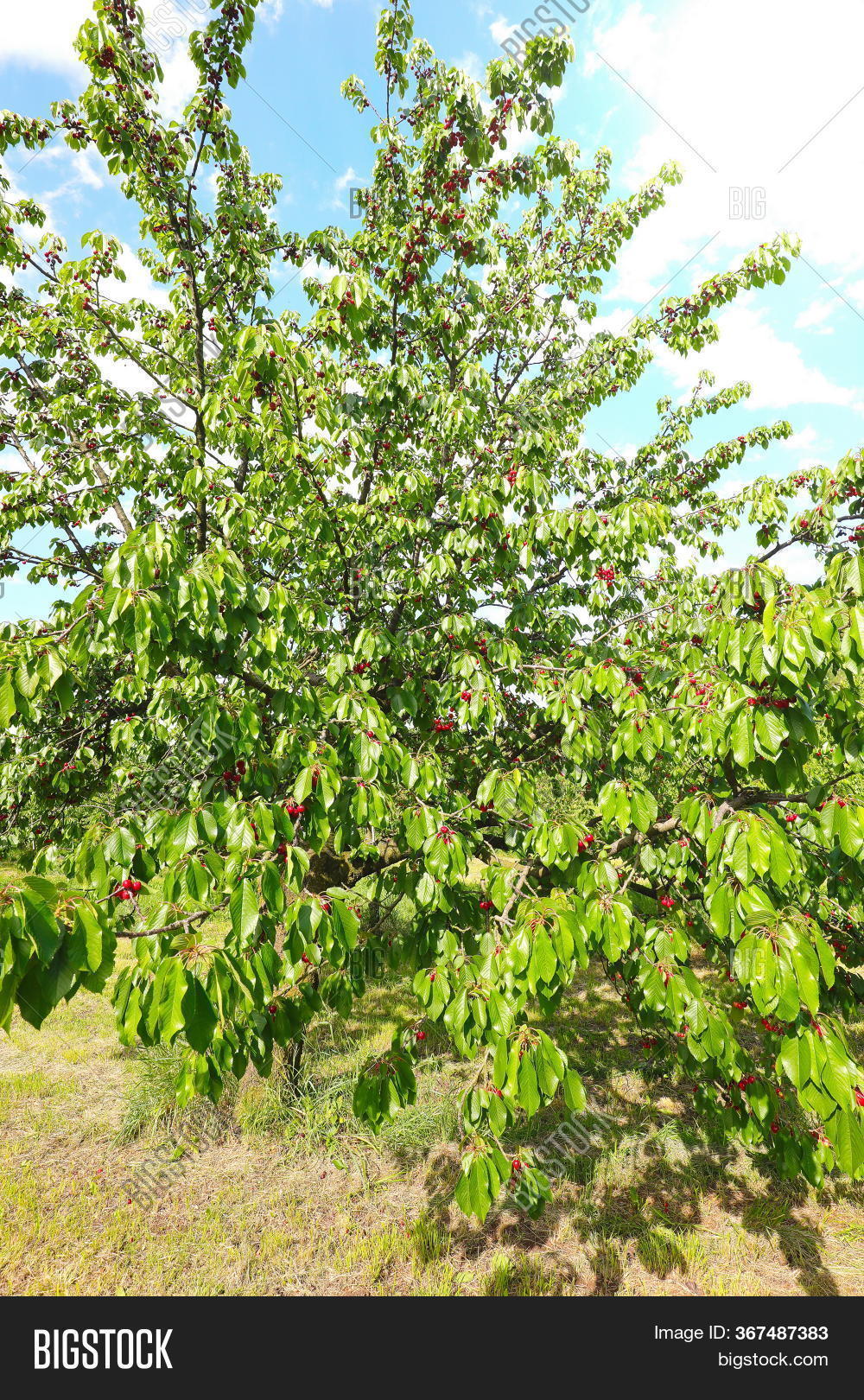 Lush Cherry Tree Ripe Image & Photo (Free Trial) | Bigstock