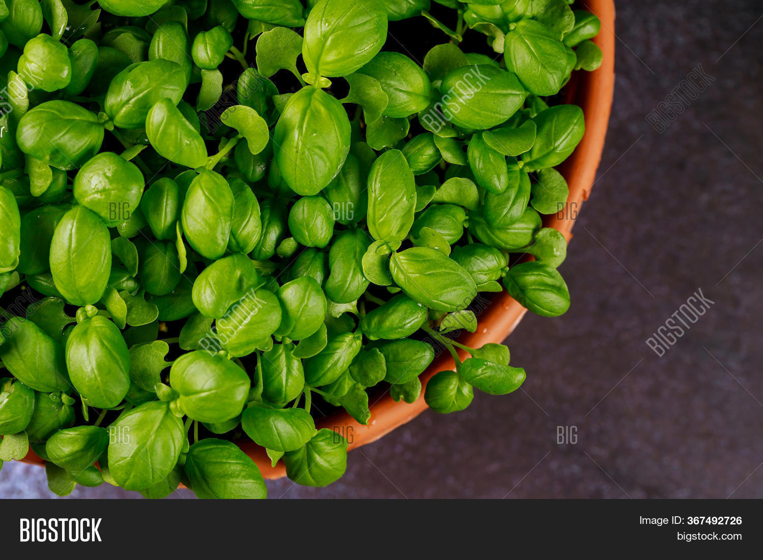 Green Basil Leaf Plant Image & Photo (Free Trial) | Bigstock