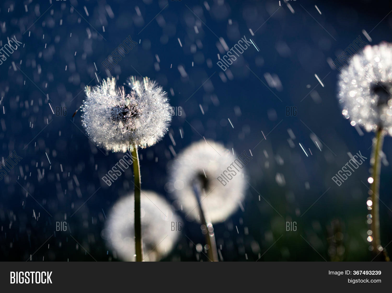 White Fluffy Image & Photo (Free Trial) | Bigstock