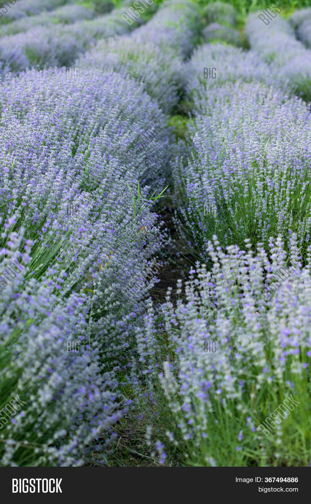 Rows Violet Lavender Image & Photo (Free Trial) | Bigstock