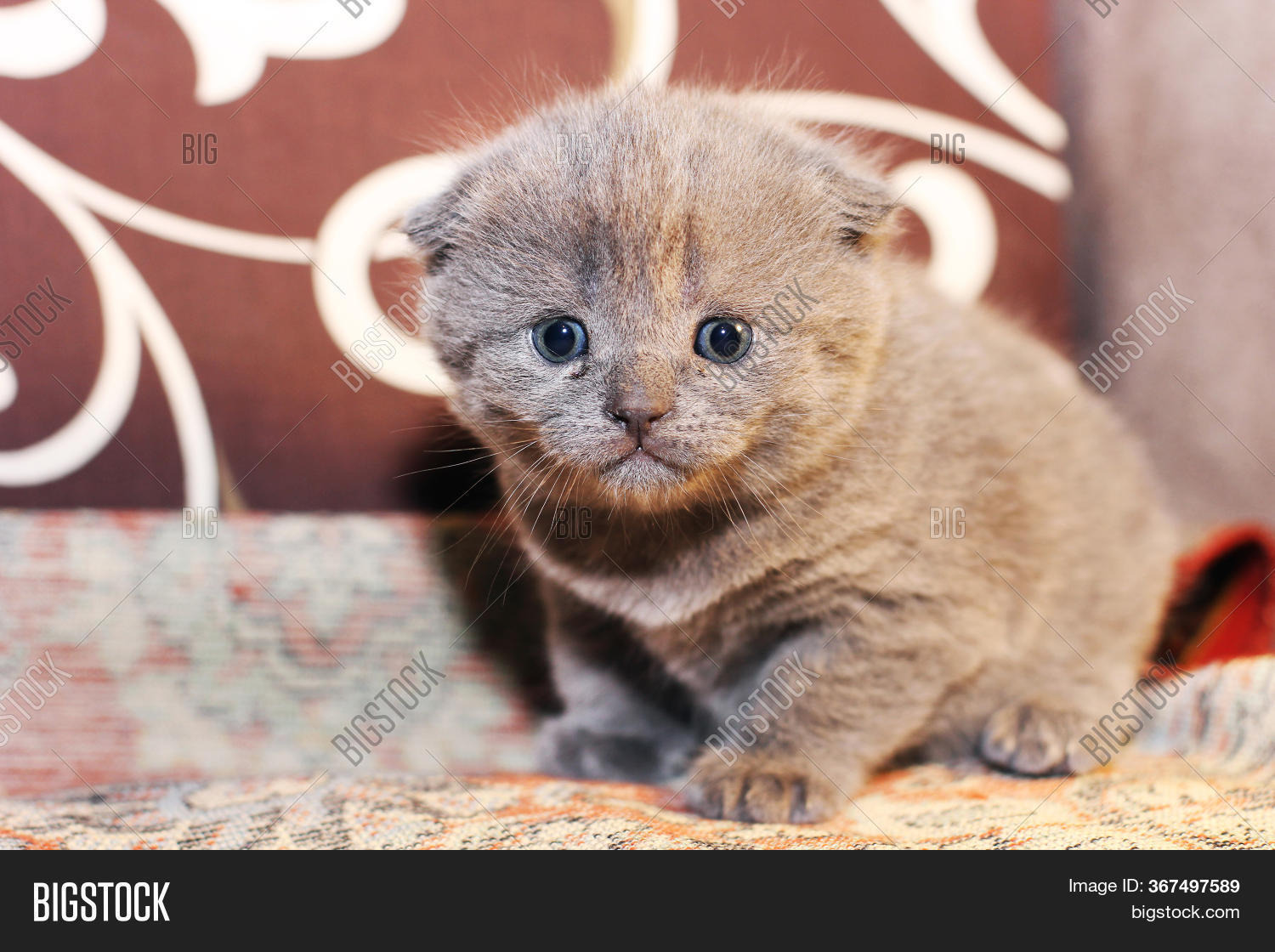 Gray Cat. Felis Catus Image & Photo (Free Trial) | Bigstock