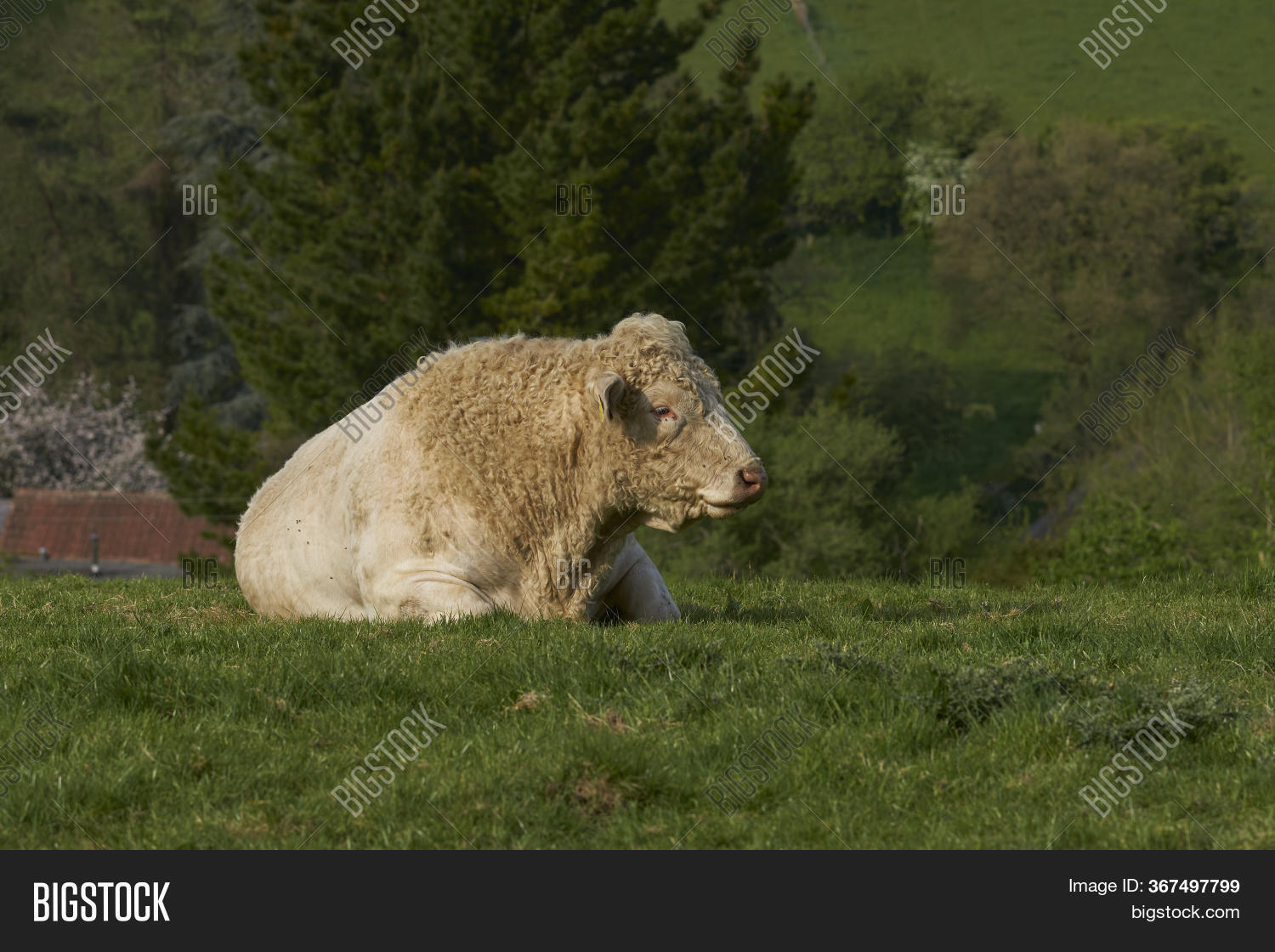 Bull Lying Down Lush Image & Photo (Free Trial) | Bigstock