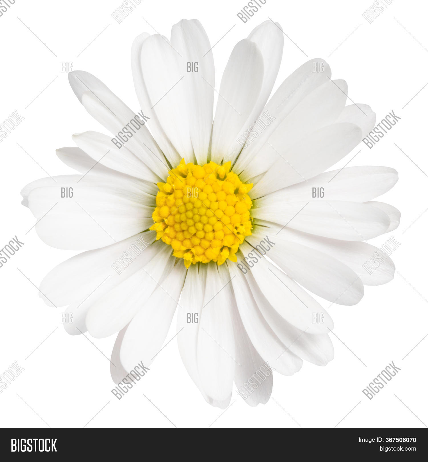 Daisy Flower Isolated Image & Photo (Free Trial) | Bigstock