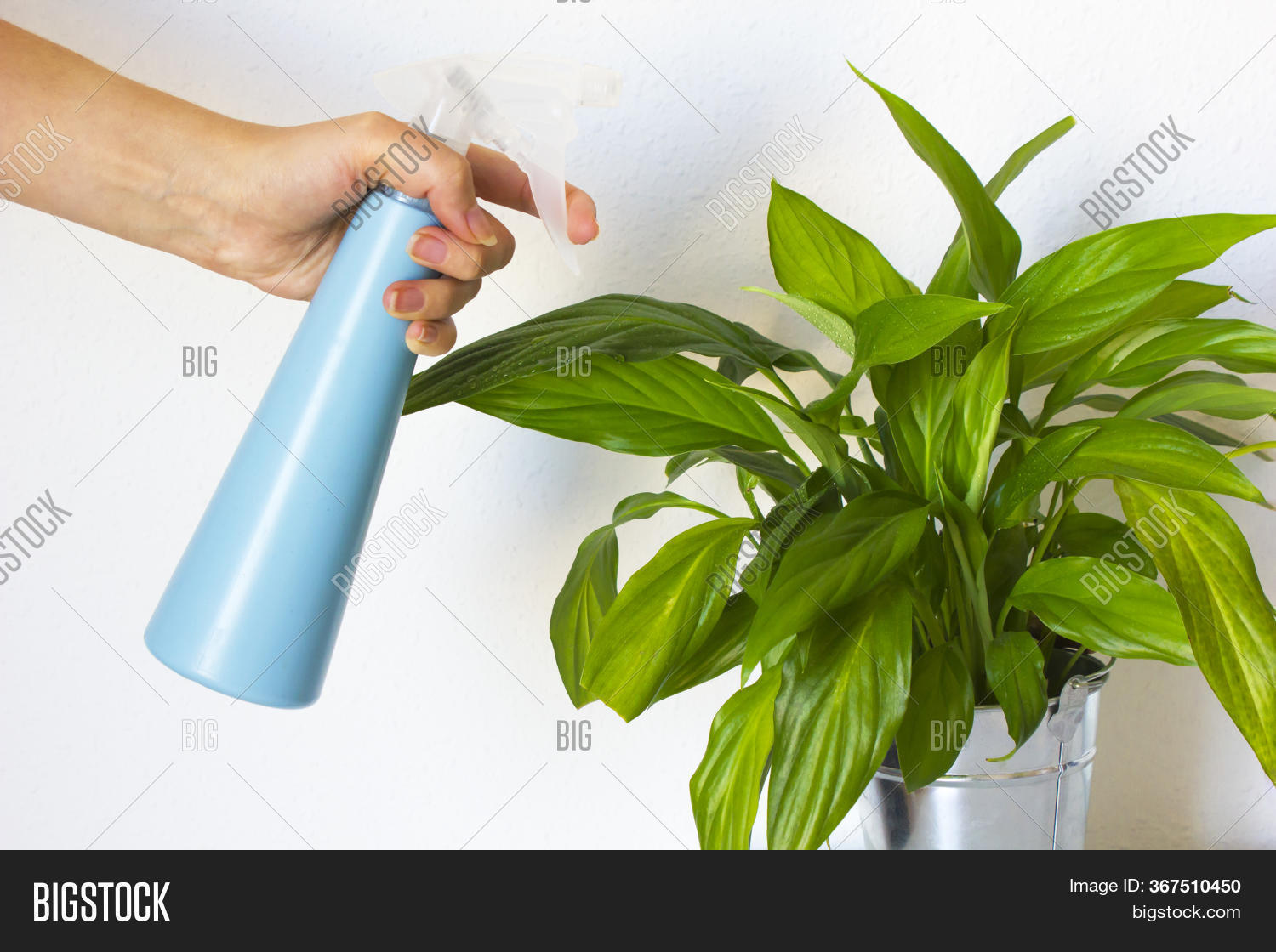 Female Hand Spraying Image & Photo (Free Trial) | Bigstock