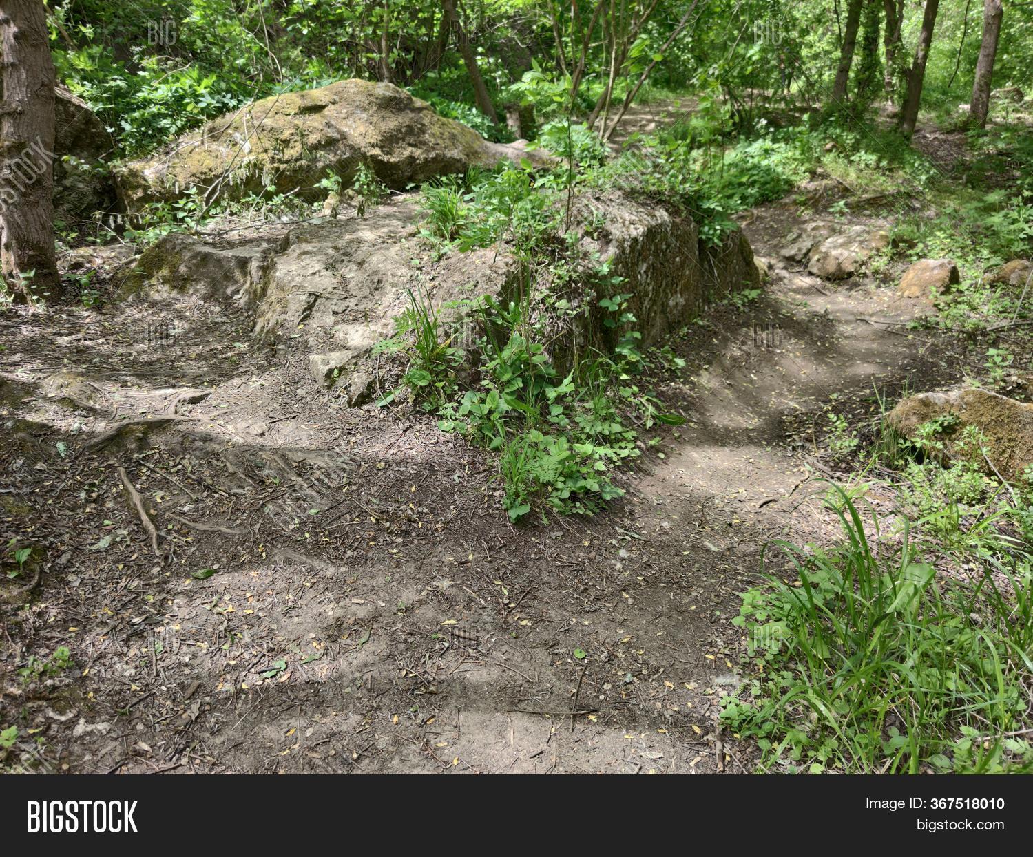 Footpath Old Forest. Image & Photo (Free Trial) | Bigstock