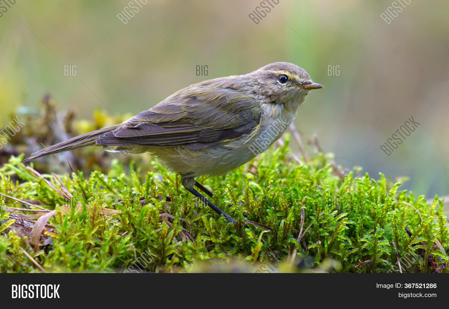 Common Chiffchaff ( Image & Photo (Free Trial) | Bigstock