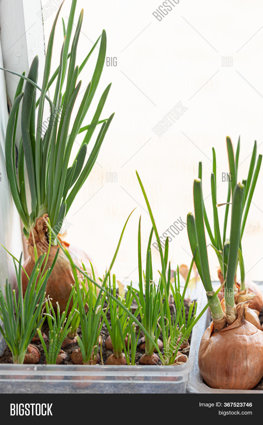 Green Leek Grows Home Image & Photo (Free Trial) | Bigstock