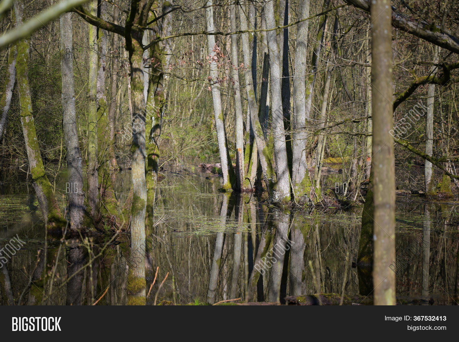 Flooding Forest After Image & Photo (Free Trial) | Bigstock