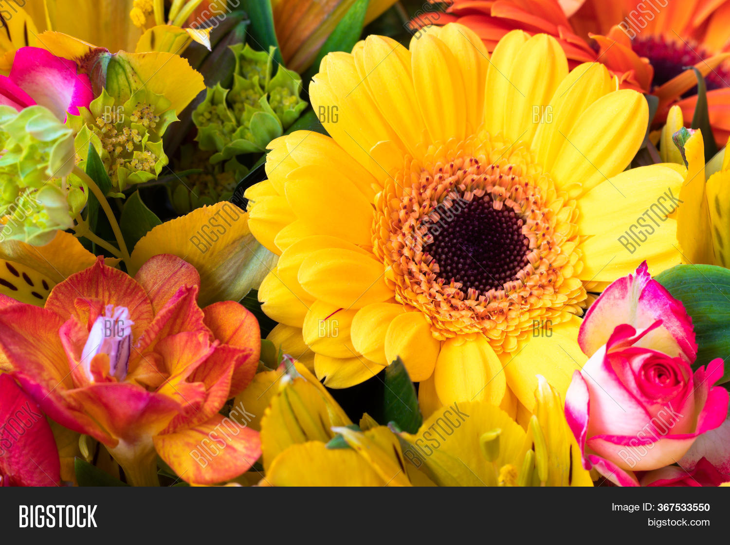 Bright Yellow Gerbera Image & Photo (Free Trial) | Bigstock