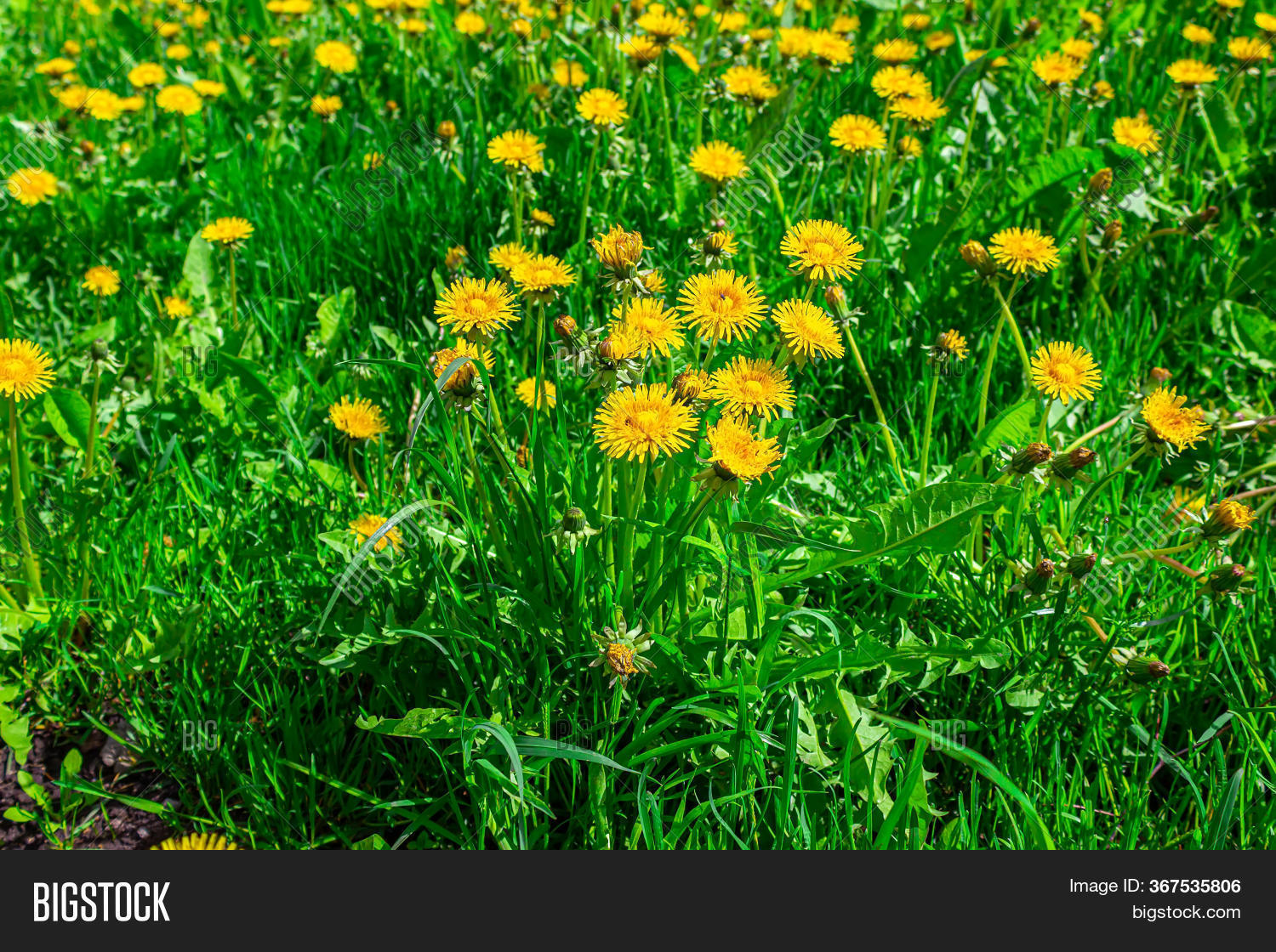 Yellow Dandelion Image & Photo (Free Trial) | Bigstock