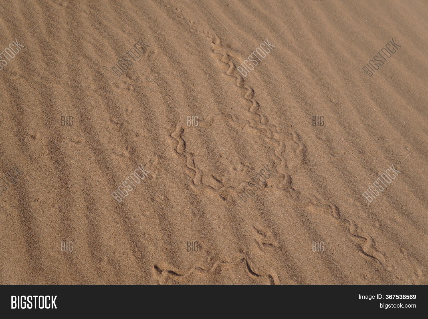 Sand Desert Snake Image & Photo (Free Trial) | Bigstock