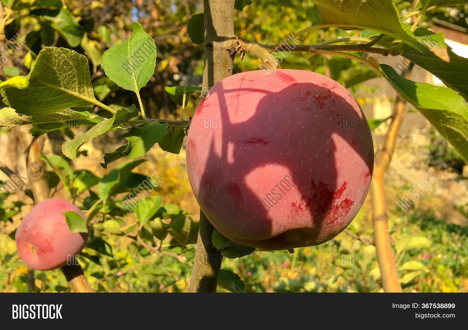 Red Apples On Tree Image & Photo (Free Trial) | Bigstock