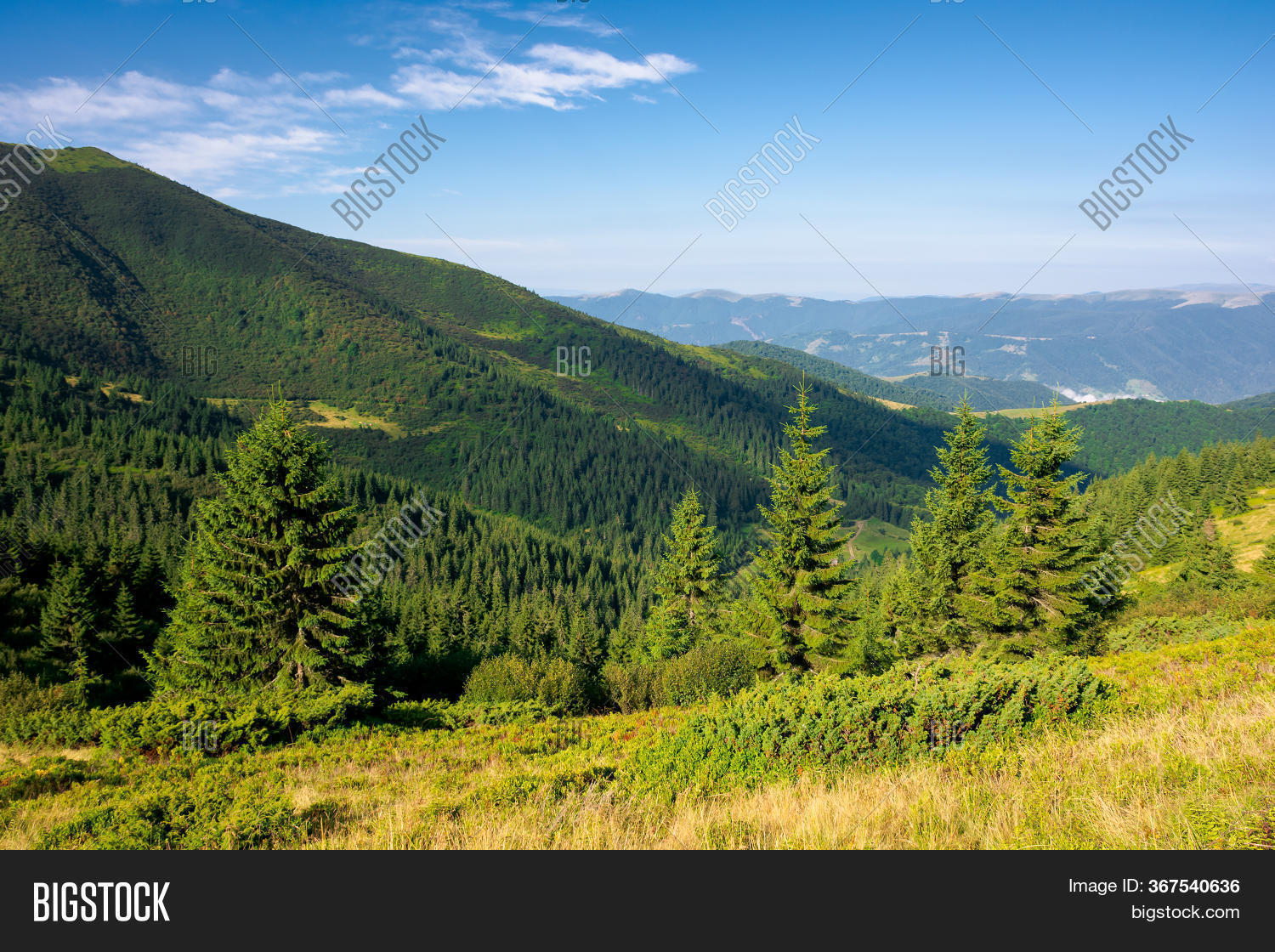 Forest On Hillside. Image & Photo (Free Trial) | Bigstock