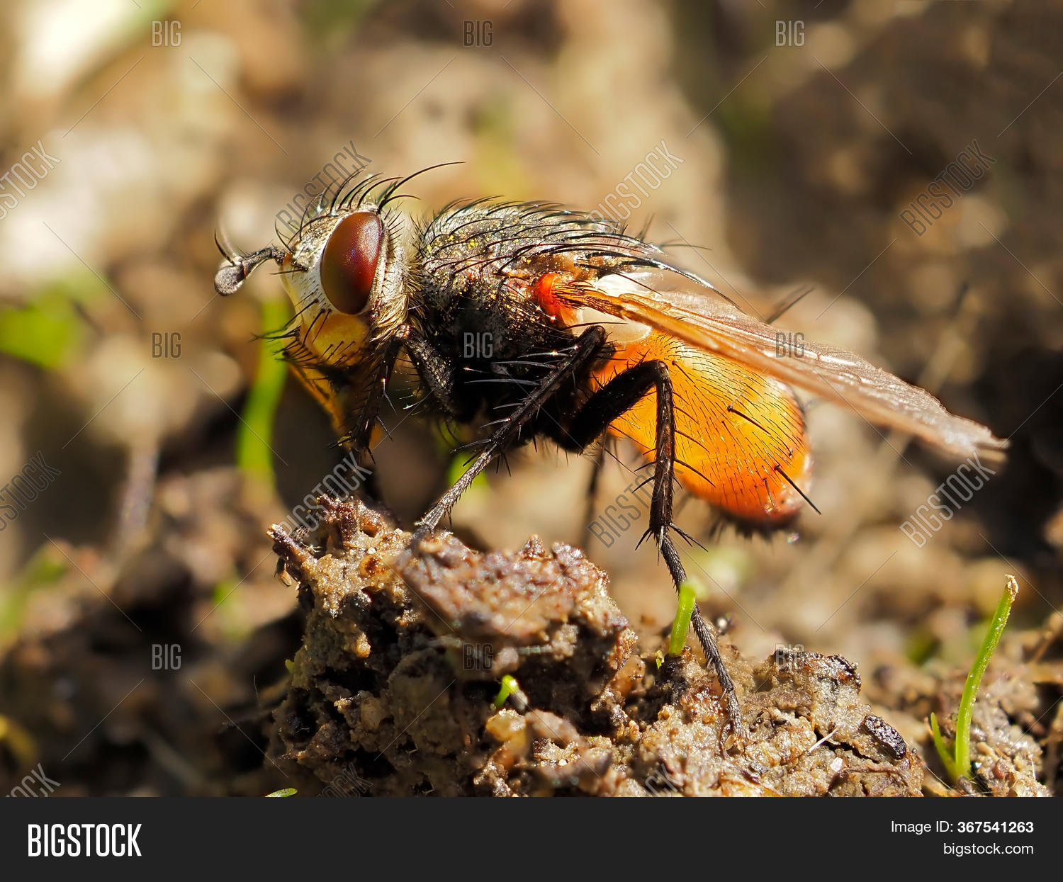 Close- Hedgehog Fly ( Image & Photo (Free Trial) | Bigstock