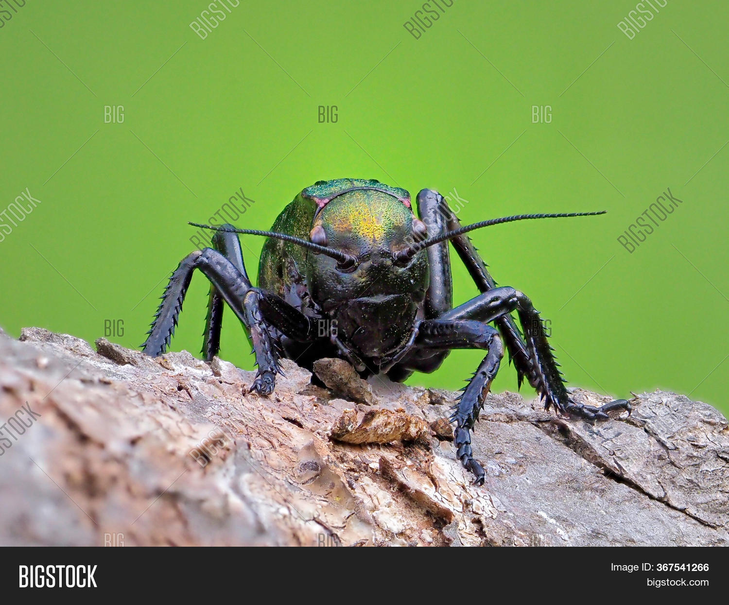 Big-bellied Cricket, Image & Photo (Free Trial) | Bigstock
